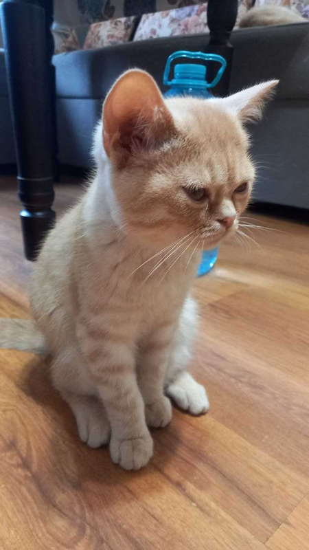 Котята .Скоттиш страйт и скоттиш фолд.