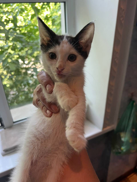Бесплатно котята в добрые руки