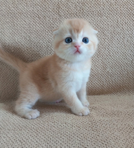 Котята  шотландцы мальчики