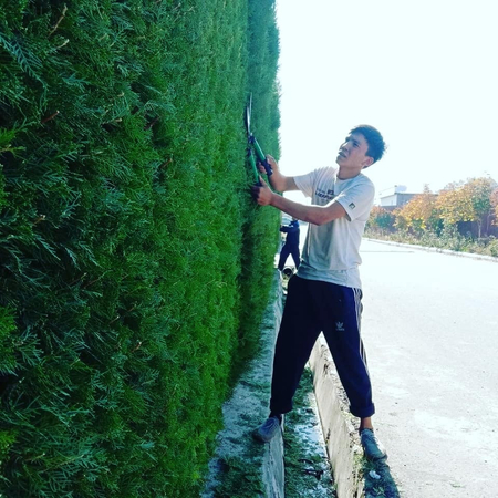 Archa kesish xizmati