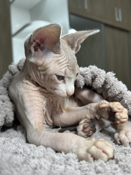 Котёнок сфинкс