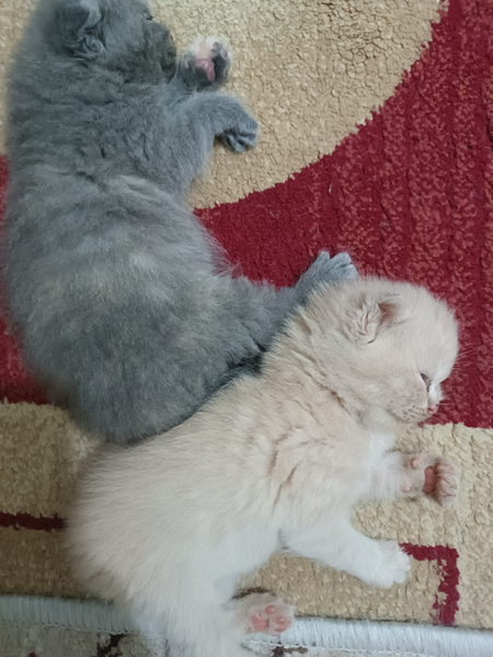 Продается кошка скатёнком