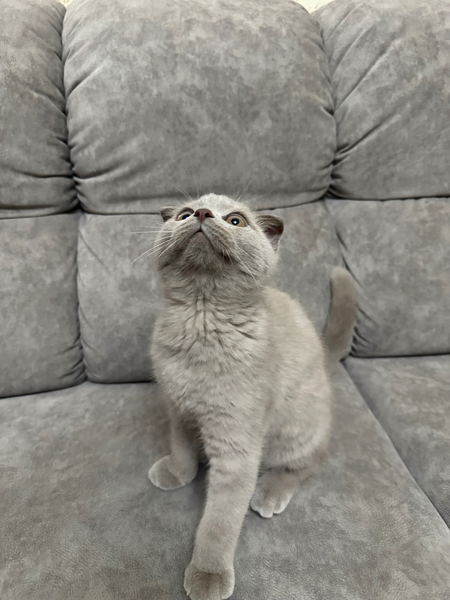 Продается котенок скотиш фолд