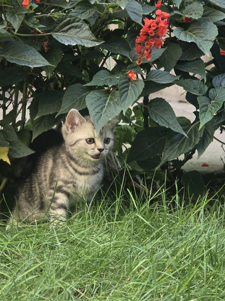 Продаётся вислоухи скоттиш фолд и скоттиш страйт