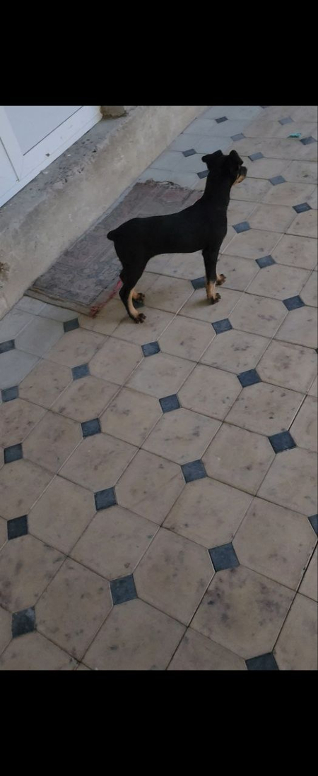 Doberman jinsi qiz