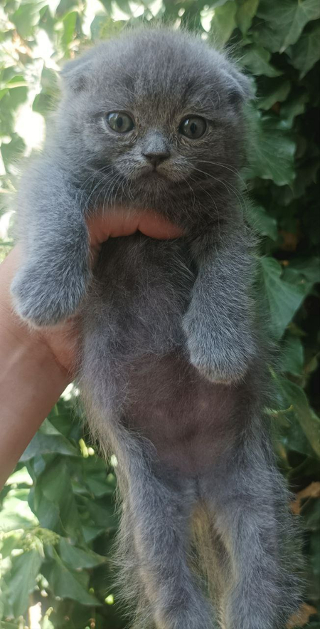Чистокровные Шотландские вислоухие котята