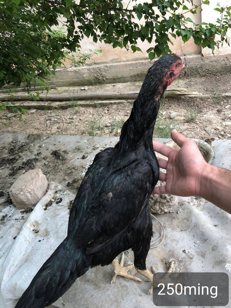 dakan tovuqla sotuvda boqishga odam yóq hamasi tuhumda