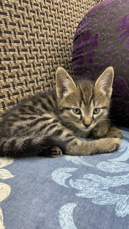 Мушукча. Котёнок.