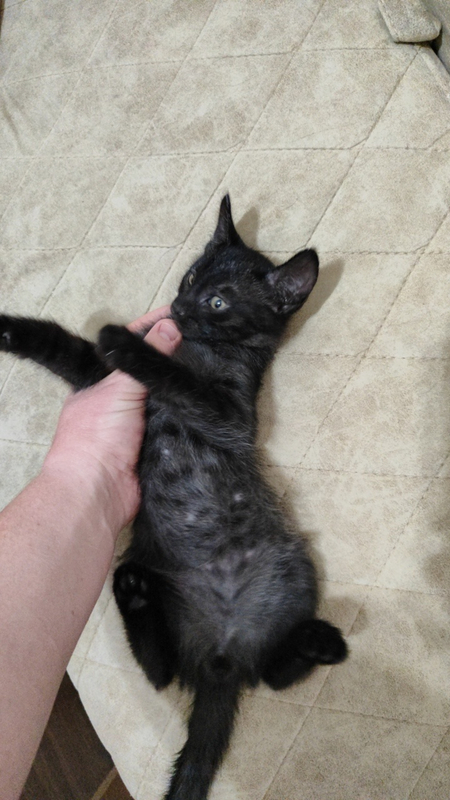 Котята ласковые и миленькие