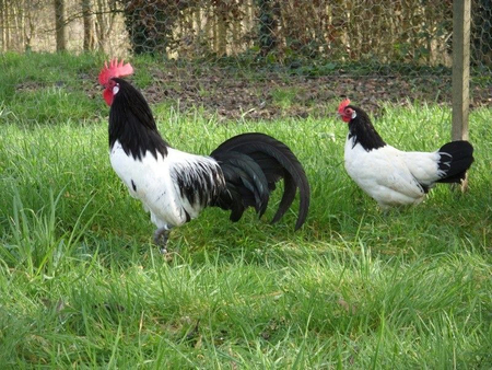 Turli hil zotli parrandalarni tuhumlariga zakaz olamiz