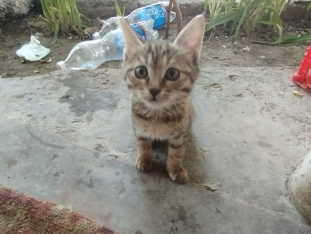 Sog'lom va aqlli Mushukchalar