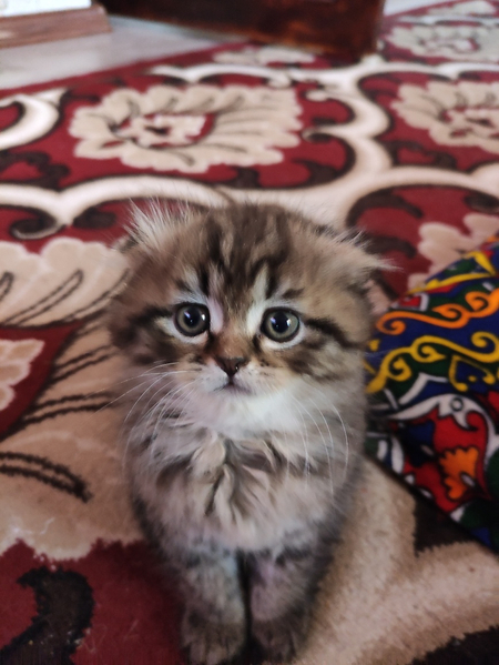 Шотландский Скоттиш фолд мальчик