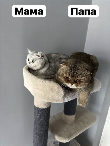 Скоттиш фолд