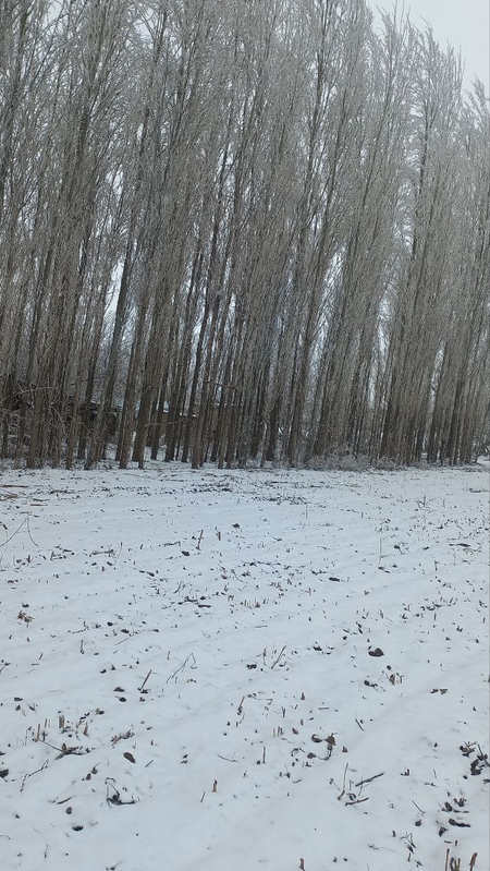 Терак 120 та! Сотилади! Срочно!