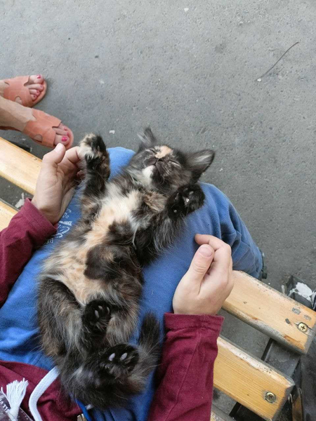 Котенок 1 месяц пушистый девочка