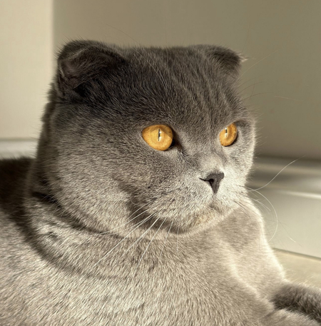 Кот на вязку скоттиш фолд