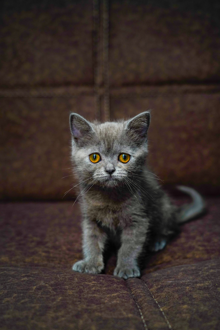 Продаются котята,породистые