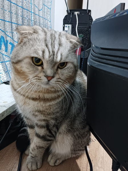 ВЯЗКА ! КОТ НА ВЯЗКУ шотландский Фолд