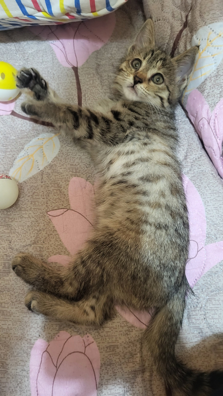 Котёнок в добрые руки