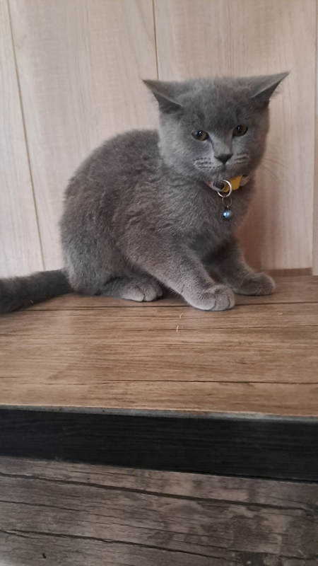 Скоттиш фолд 5 месяц.