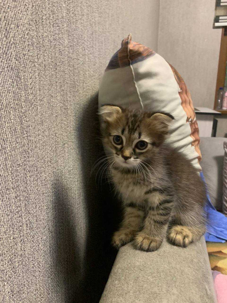 Котята домашние отдам в добрые и заботливые руки.