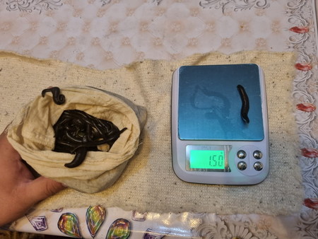 Zuluk optomga va donaga Пиявки оптом и в розницу