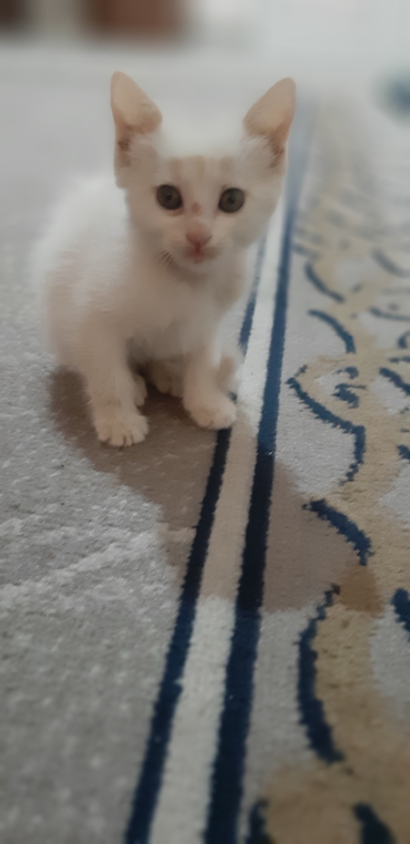 Отдам даром котёнка