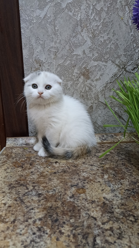 Продаётся котёнок скоттиш фолд