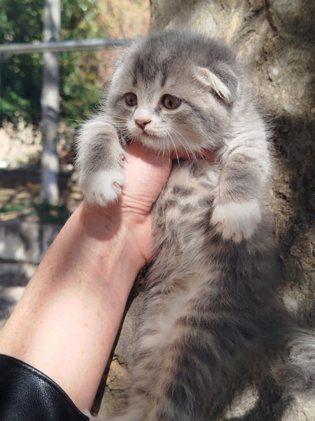 Скоттиш фолд котята
