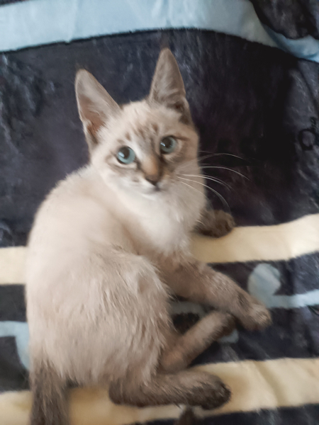 Тайский котёнок!