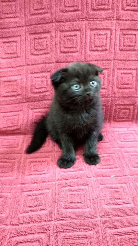 Продаются котята породы скотиш