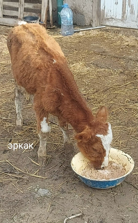 Бузок срочна эркак 1 та соглом