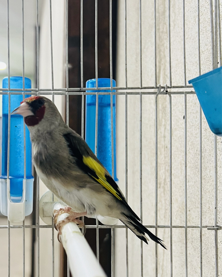 Norchi sotiladi yoki barter boshqa qushlaga