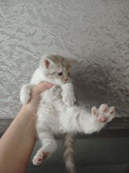 Котята девочки и мальчики