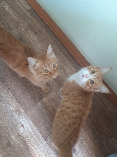 Продаю домашних котят