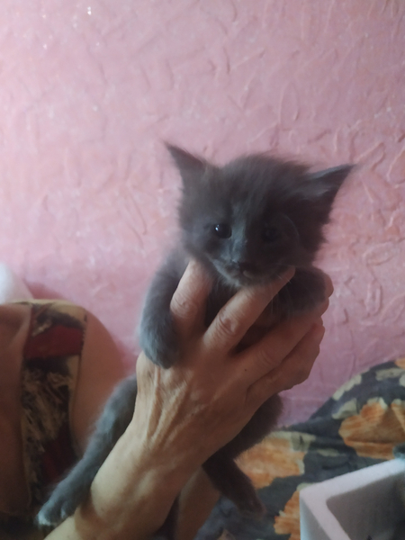 Отдам котят в хорошие руки