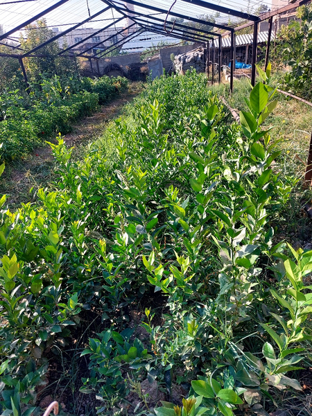 Limon ,mandarin,aplesin ko\\\'chatlar bor