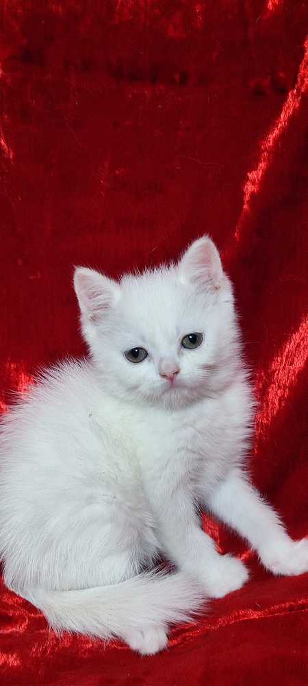 Продаеются Скотишь фолд и Скотишь страйт