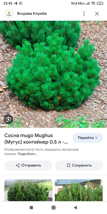 Продажа растений цена от 80 000