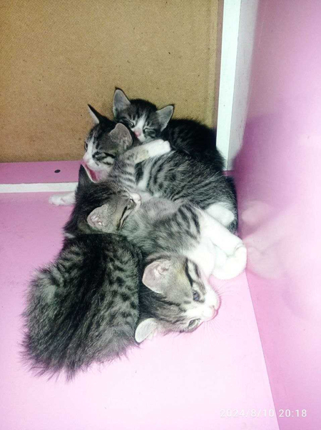 Отдаём котят в добрые руки. 5 мальчикок. г.Джизак Микрорайон 3/1