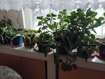 Комнатные цветы продаются
