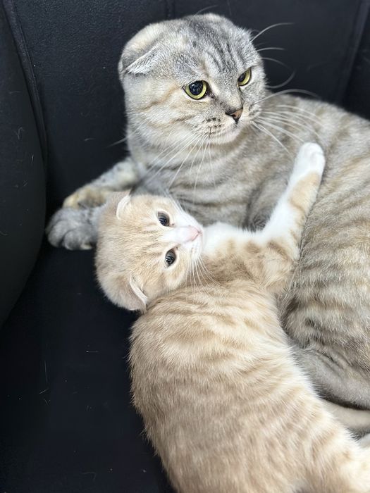 шотланские весоухие котята мама и дочь