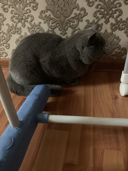 Скотш страйт