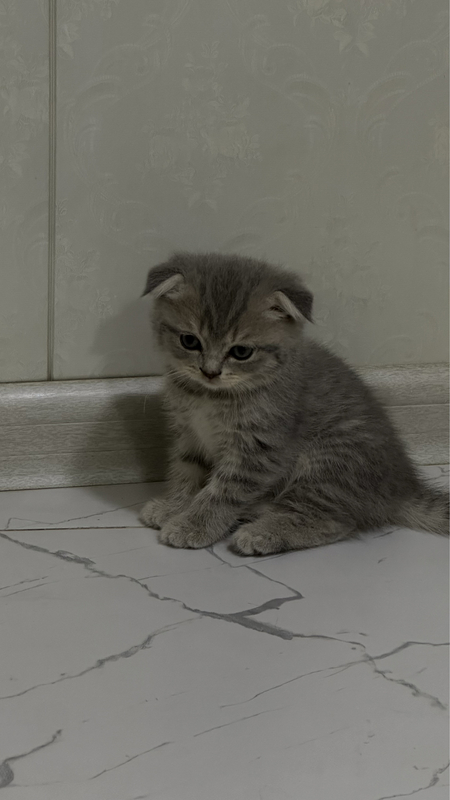 Продается Скотиш Фолд