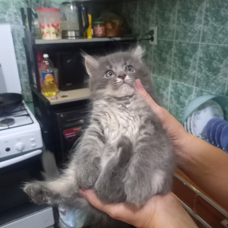 Котик как картинка