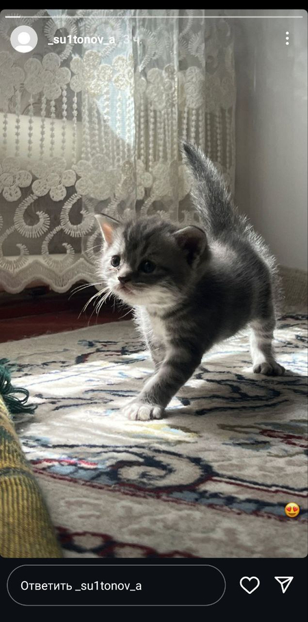 Котята 2 месяцев