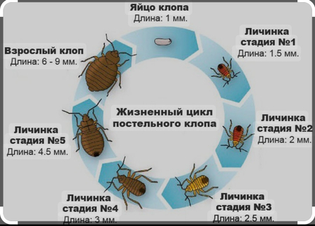 Дезинфекция 100%