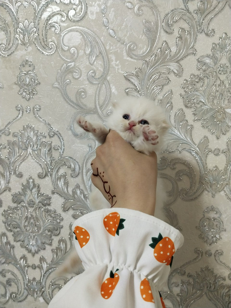 Продажа.оқ фолд қиз.соғлом