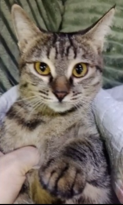 Котёнок мальчик в хорошие ручки