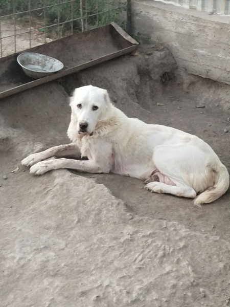 Urgochi  alabay sotiladi